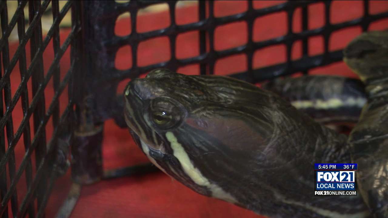 Aquatic Drop Off - Fox21Online