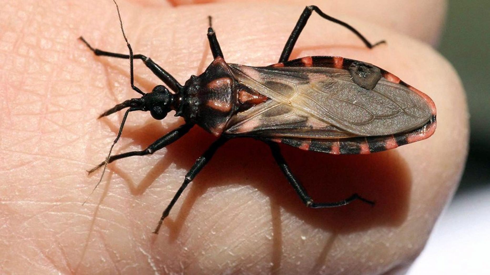 CDC Warns Blood-Sucking ‘Kissing bug’ Spreading North - Fox21Online