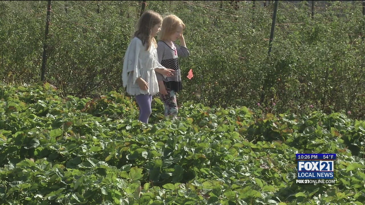 Celebrating Sustainable Farming at UMD Farm Fest - Fox21Online