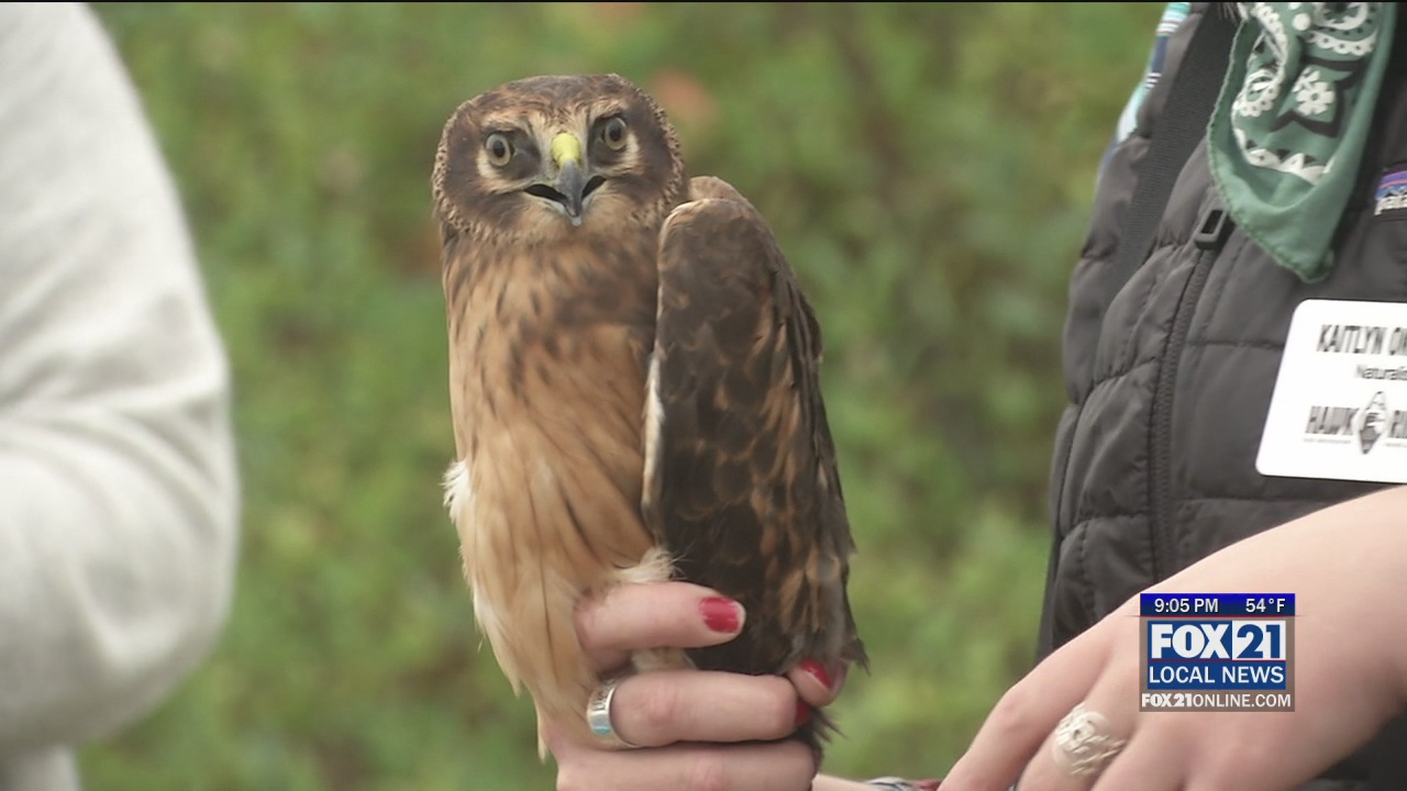 Hawk Weekend Festival Kicks Off - Fox21Online