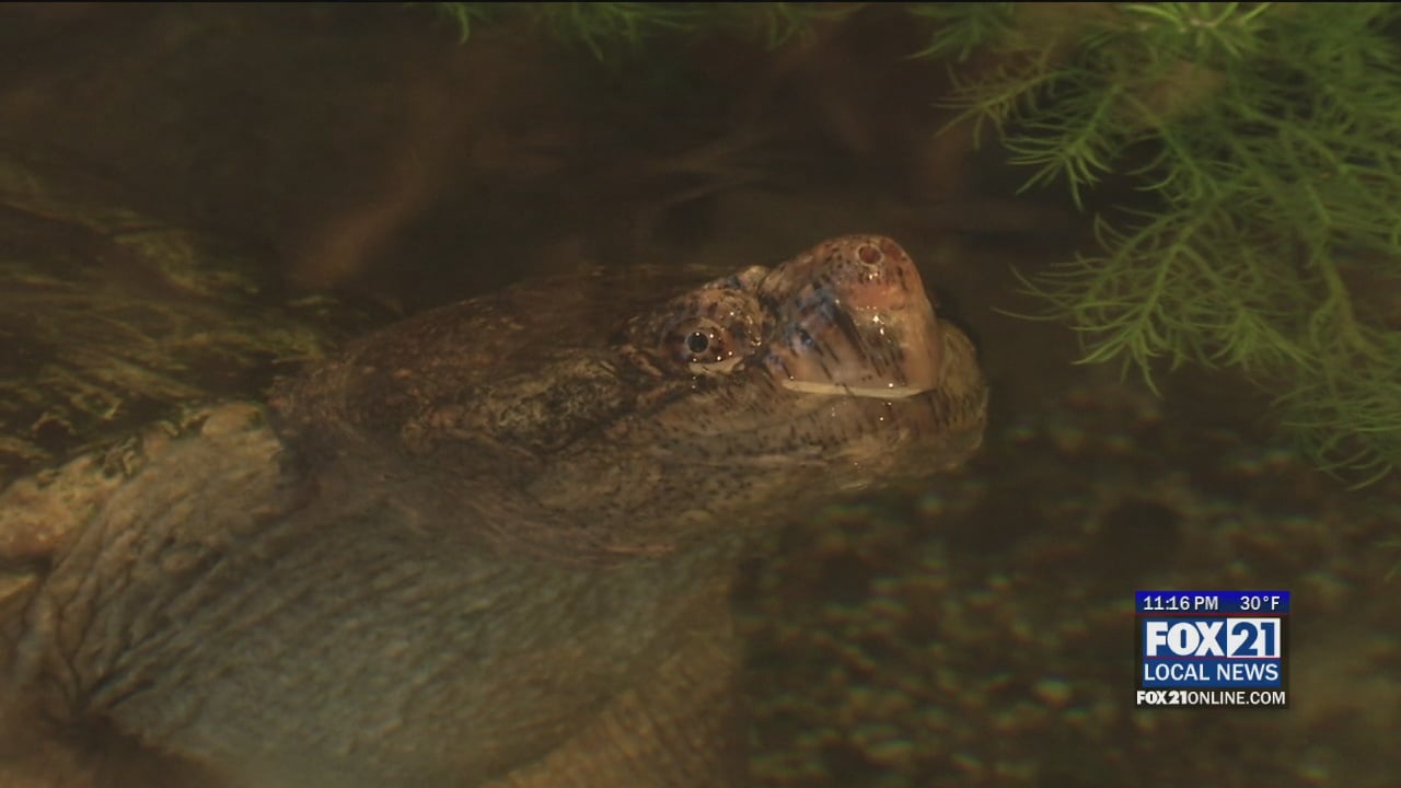'Crush' the Snapping Turtle Teaches Lessons at the Great Lakes Aquarium ...