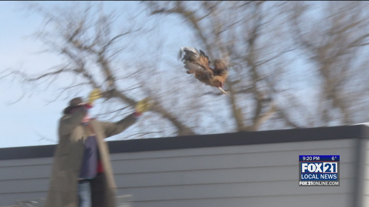 Chicken Toss Draws Big Crowd, Animal Rights Groups Protest - Fox21Online