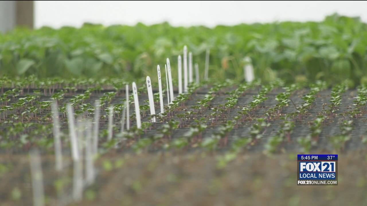 Survey: Wisconsin Farmland Worth 10% More Than In 2020 - Fox21Online