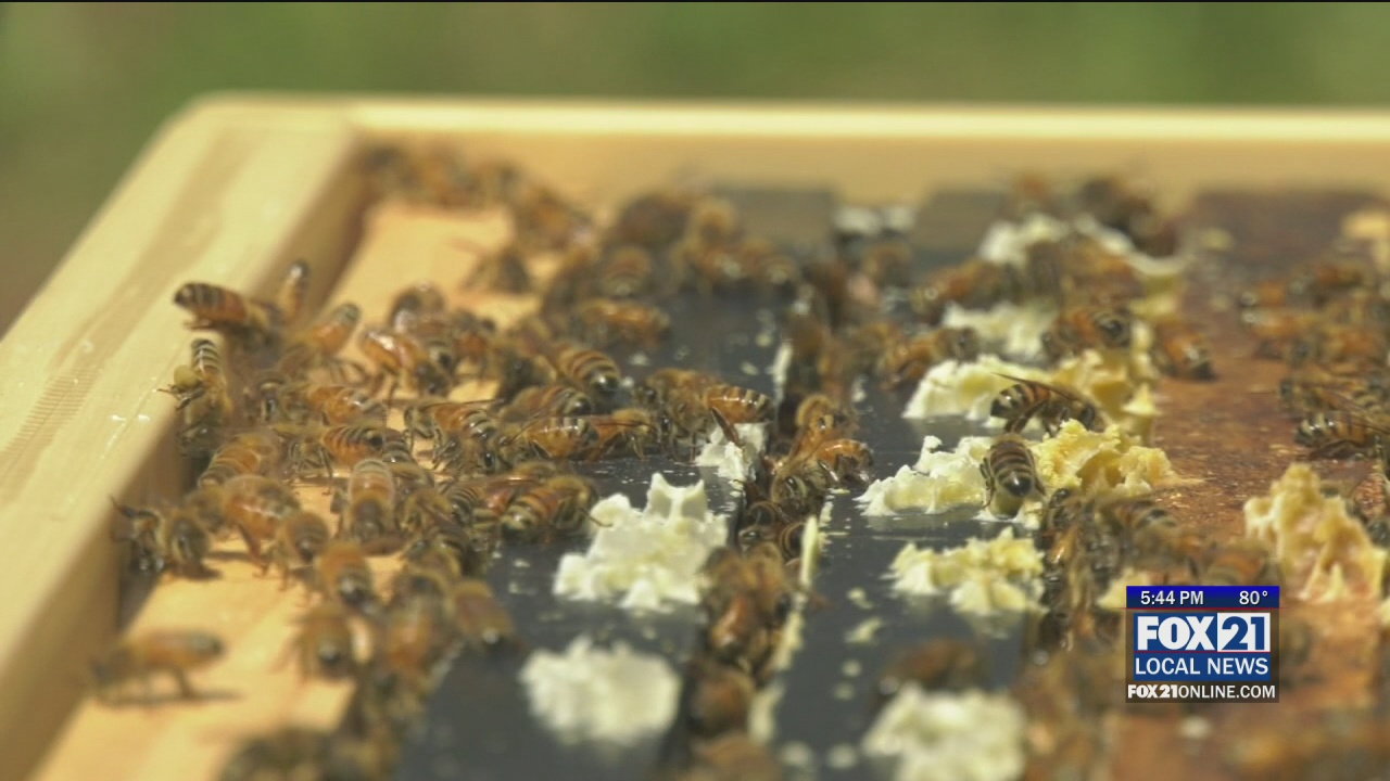 UMD Students Hard at Work at Land Lab - Fox21Online