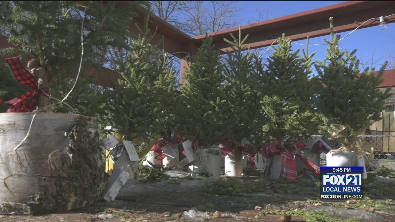 Duluth Business Sells Spruce Tops As Small and Sustainable Christmas ...