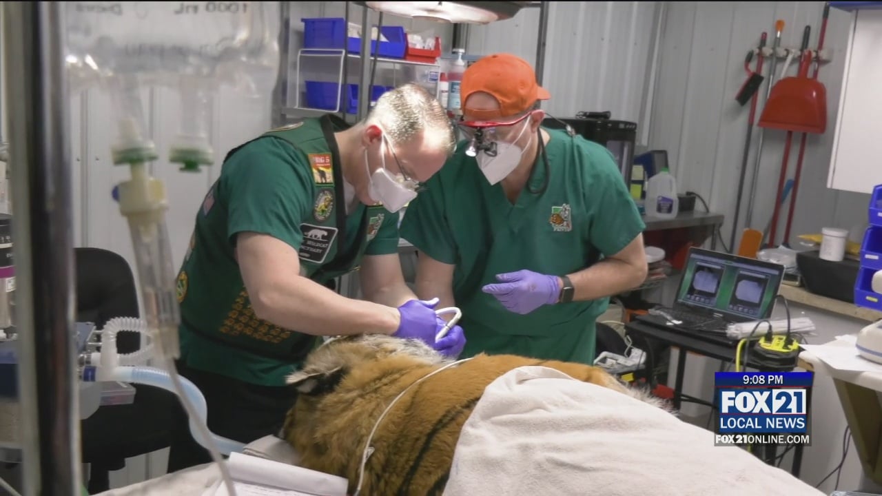 Wildcat Sanctuary Tiger Gets Teeth Surgery - Fox21Online