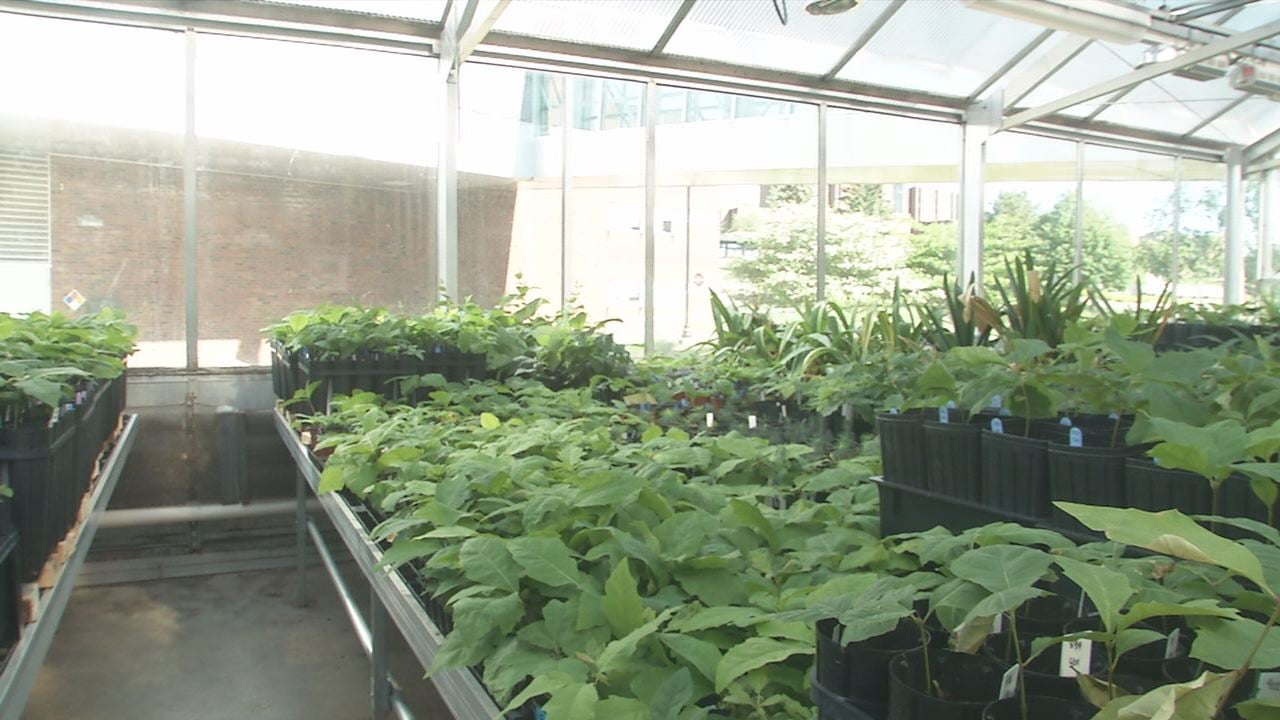 UMD's New Project Aims to Help Plants Adapt to Northland Climate ...