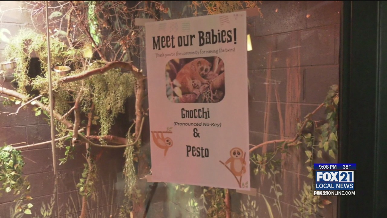 Baby Slow Lorises Receive Names at the Lake Superior Zoo - Fox21Online