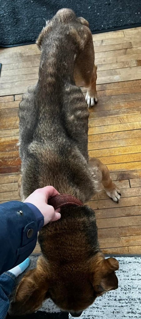 Tuffy's Comeback Story From Starving Stray To New Health, Family ...