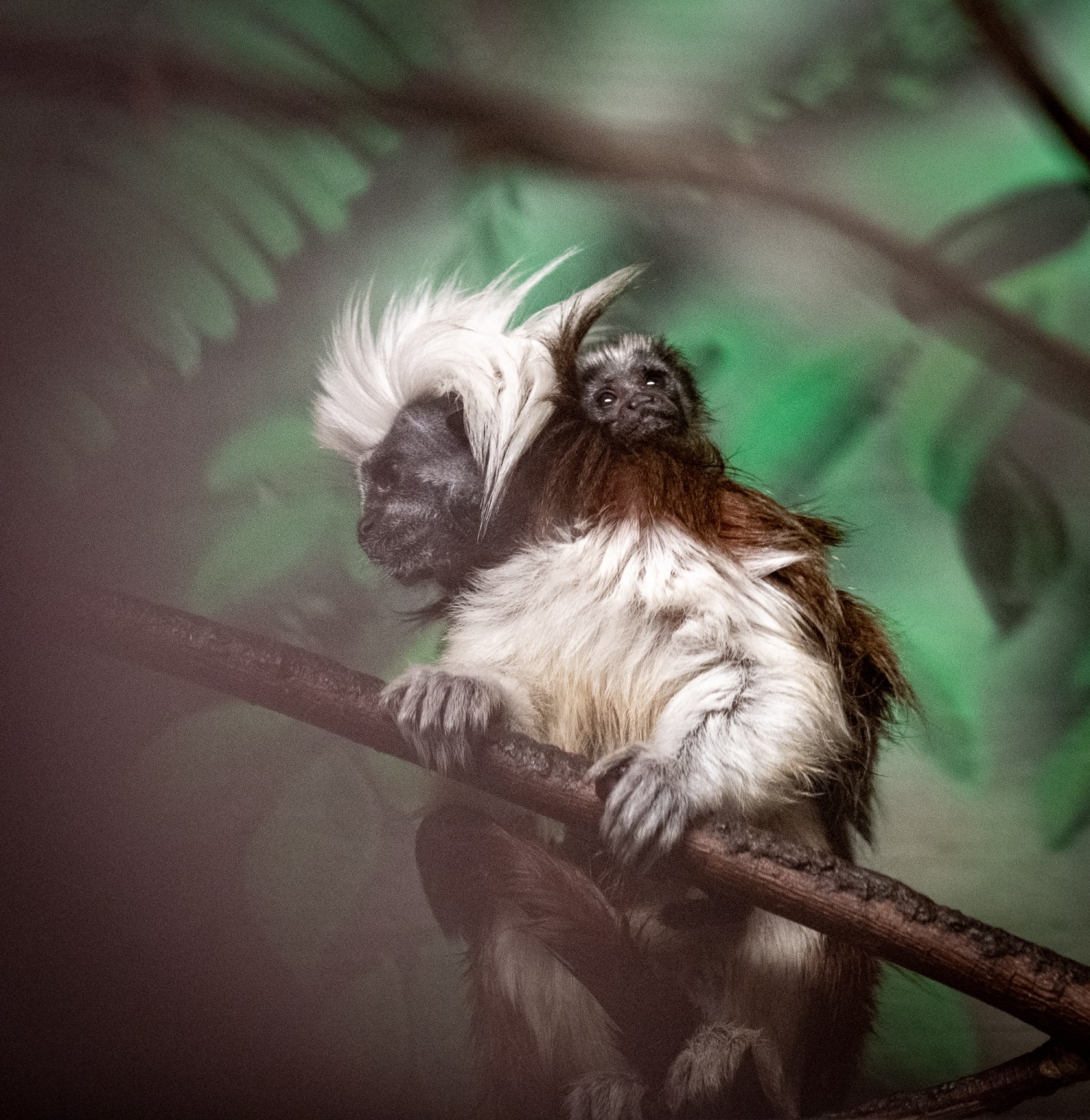 Lake Superior Zoo Announces Birth Of Critically Endangered Primate Baby ...