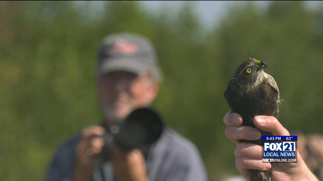 Everything Looking Up For Hawk Ridge Bird Migration - Fox21Online