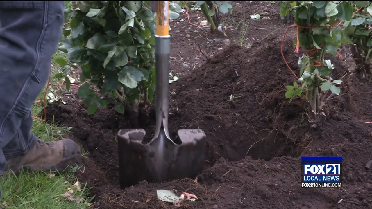 Volunteers Joined The Lake Superior Rose Society in Tipping Roses For ...