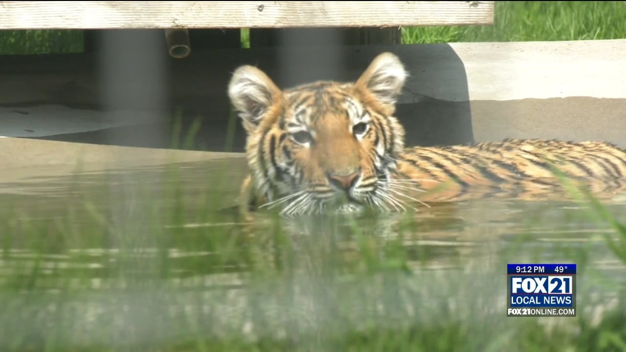 Wildcat Sanctuary Welcomes New Tiger Cub After Almost Being Sold For ...