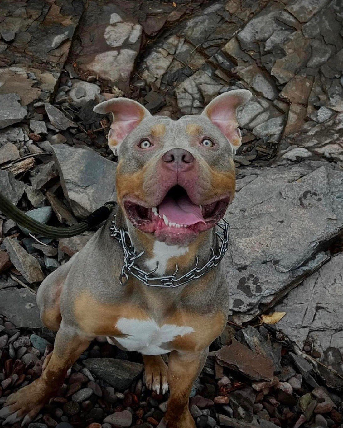 Animal Allies Loses Lovebug To 'Worst Case Of Abuse' - Fox21Online