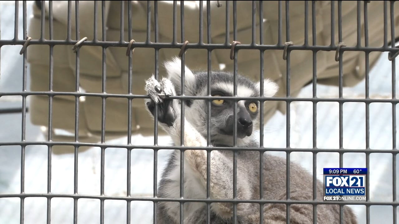 pollinatordayzoo - Fox21Online