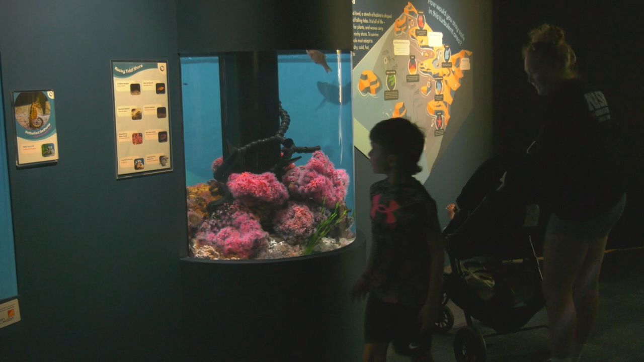 fishies - Fox21Online