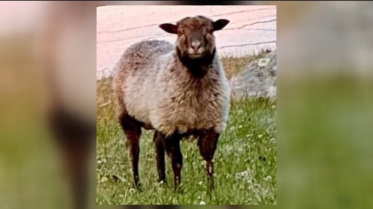 Brad Is Back! Sheep Safely Captured After Weeks-Long Getaway - Fox21Online