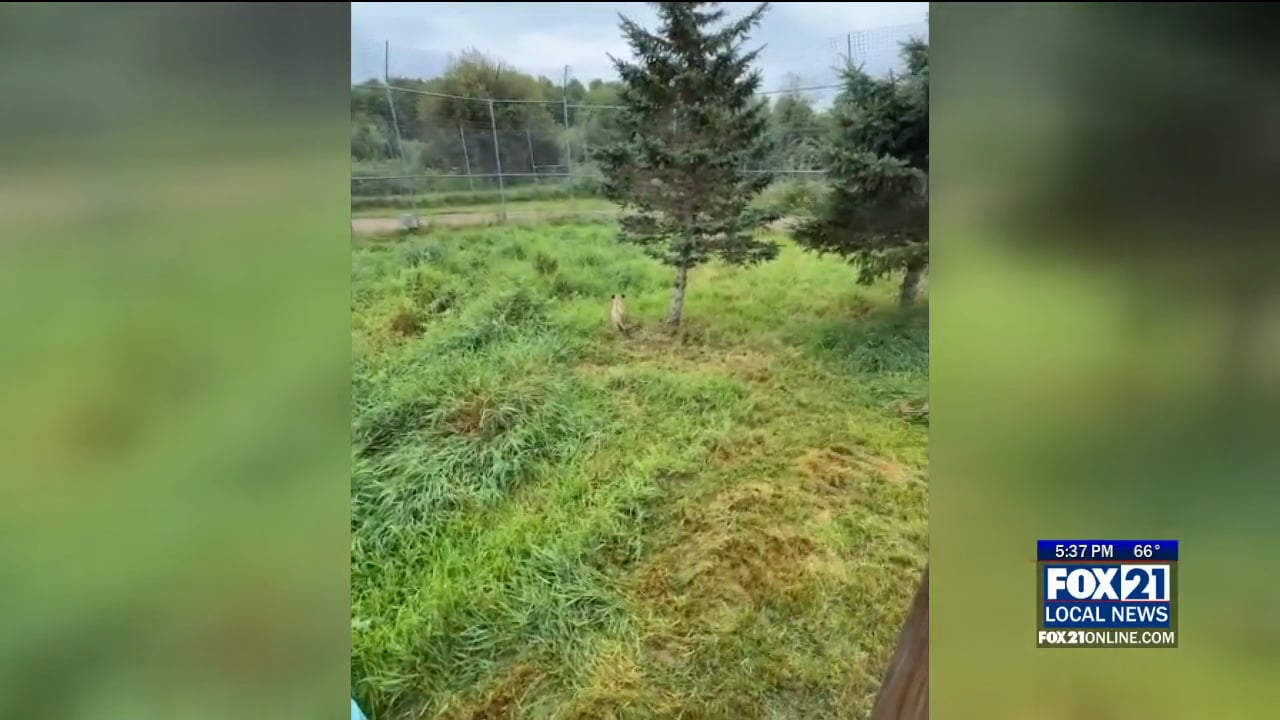 'MANGO' THE CUB MOVES INTO HER NEW OUTDOOR HABITAT - Fox21Online