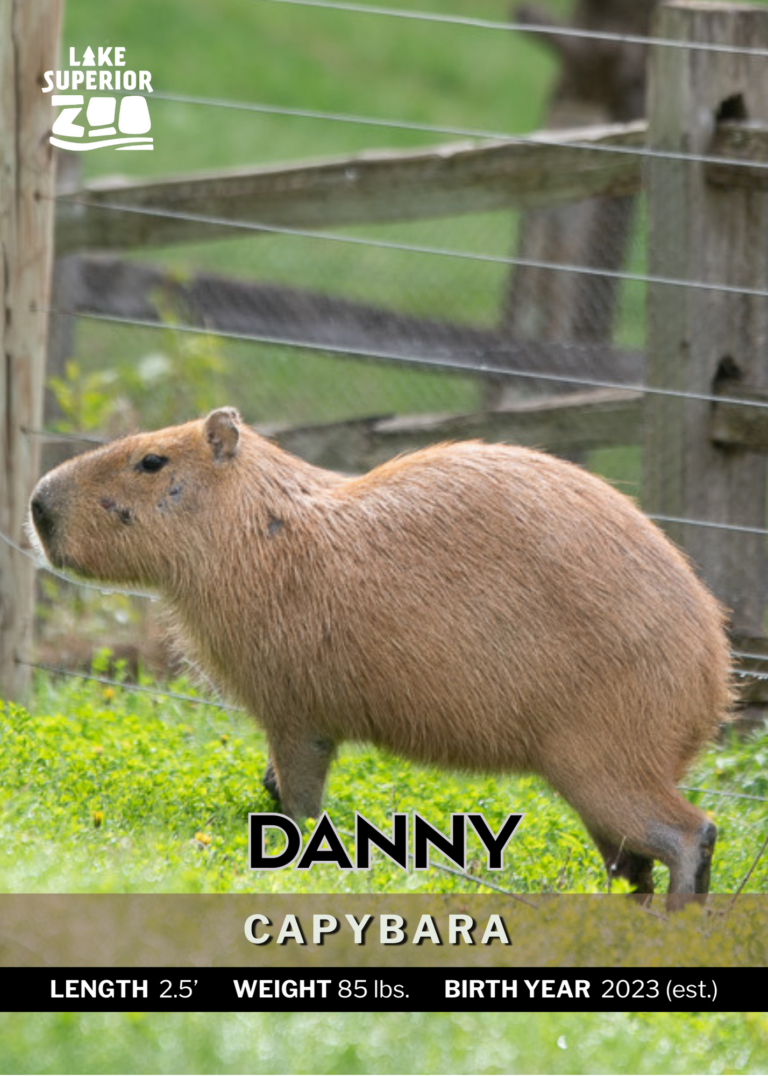 CapybaraFront - Fox21Online