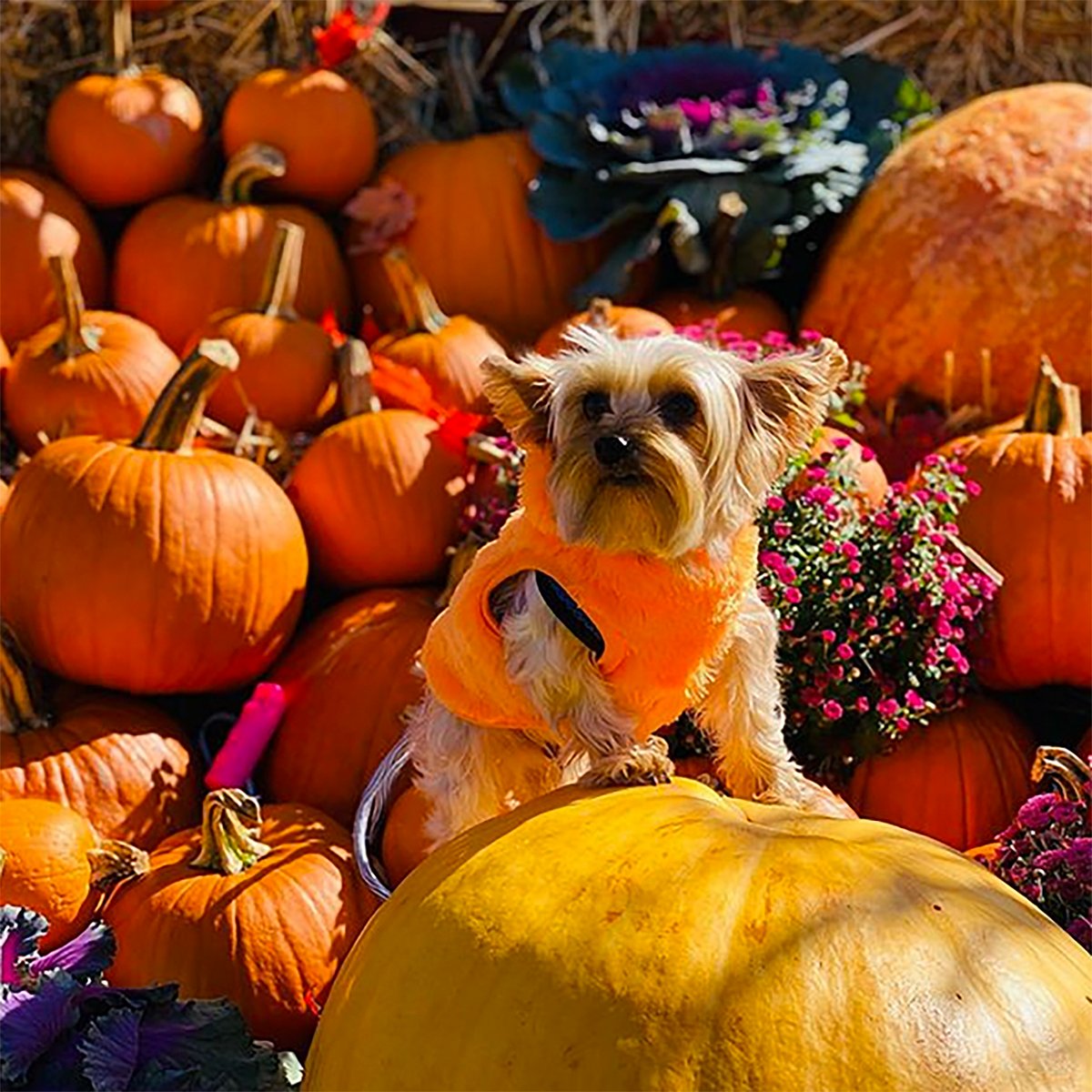 Pup on a Pumpkin