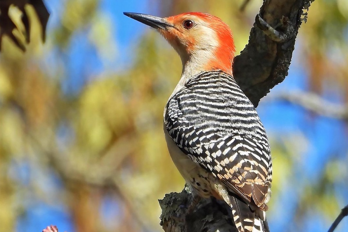 Where the Birds Are - Health & Life Magazine