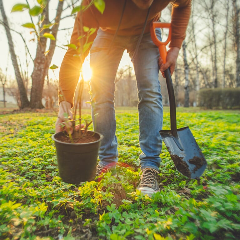 Get Free Trees, Celebrate Arbor Day In Bergen County