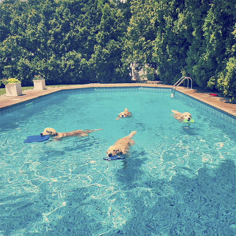 A Puppy Pool Party In Oradell