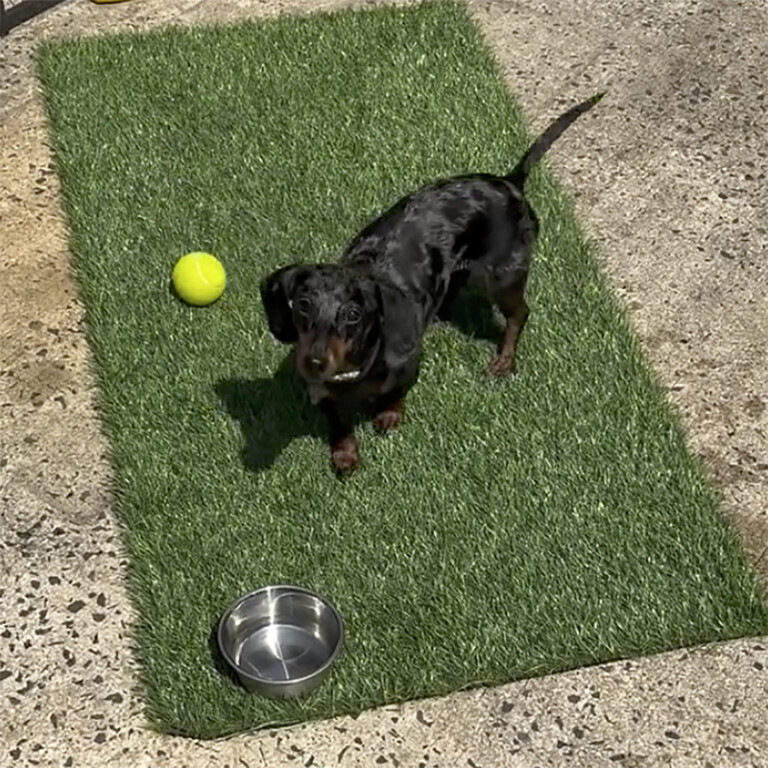 Tennis Ball Lifeguard