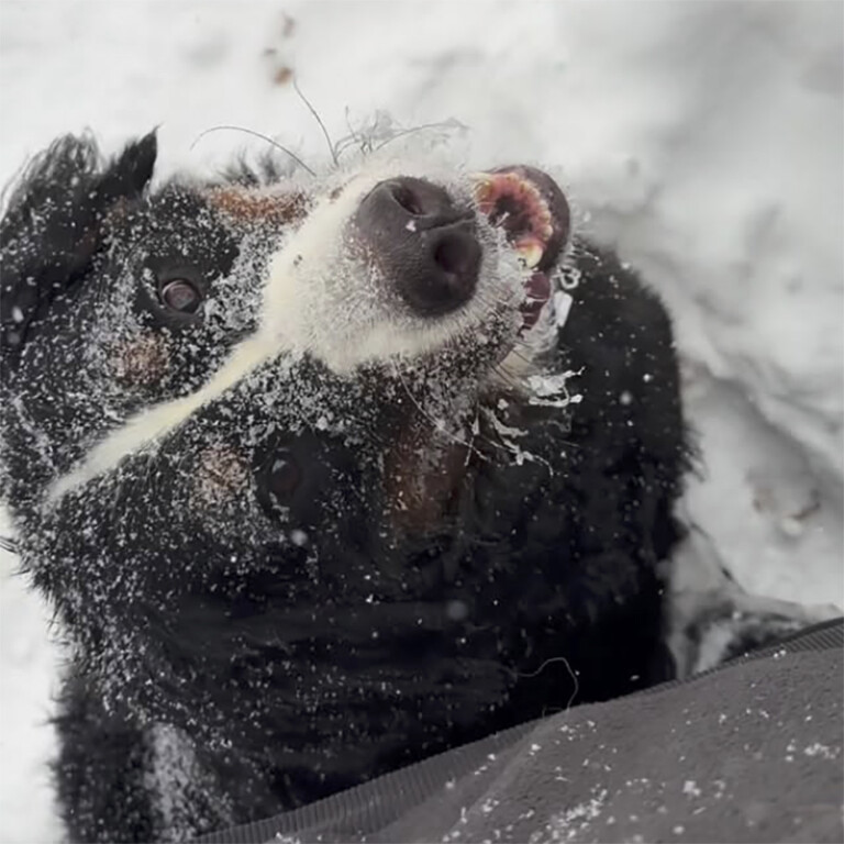 Snow Days With Snow Dogs