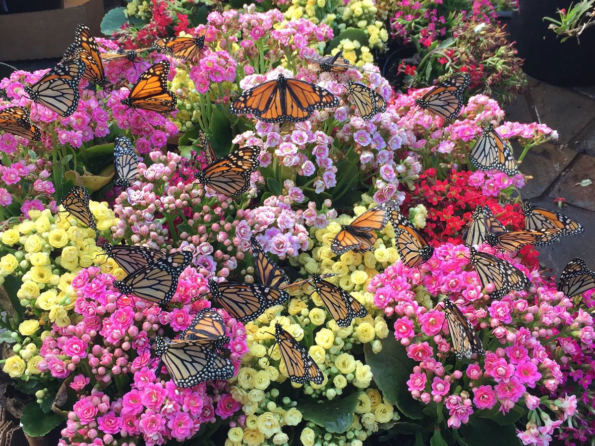 Grow It Yourself: A Backyard Butterfly Garden in Honolulu