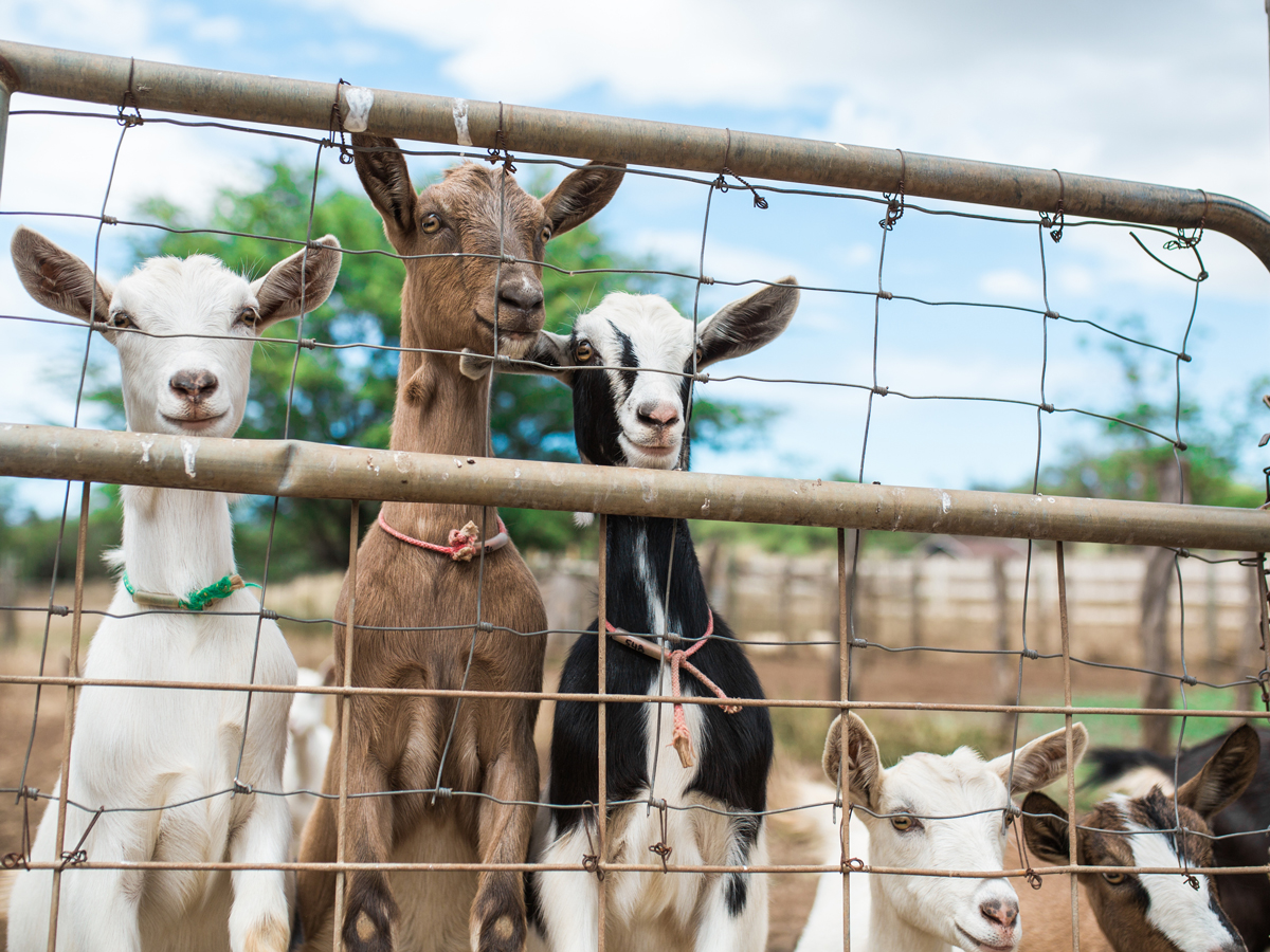 4 Family-Friendly Farms to Check Out Next Time You Island-Hop in Hawai‘i