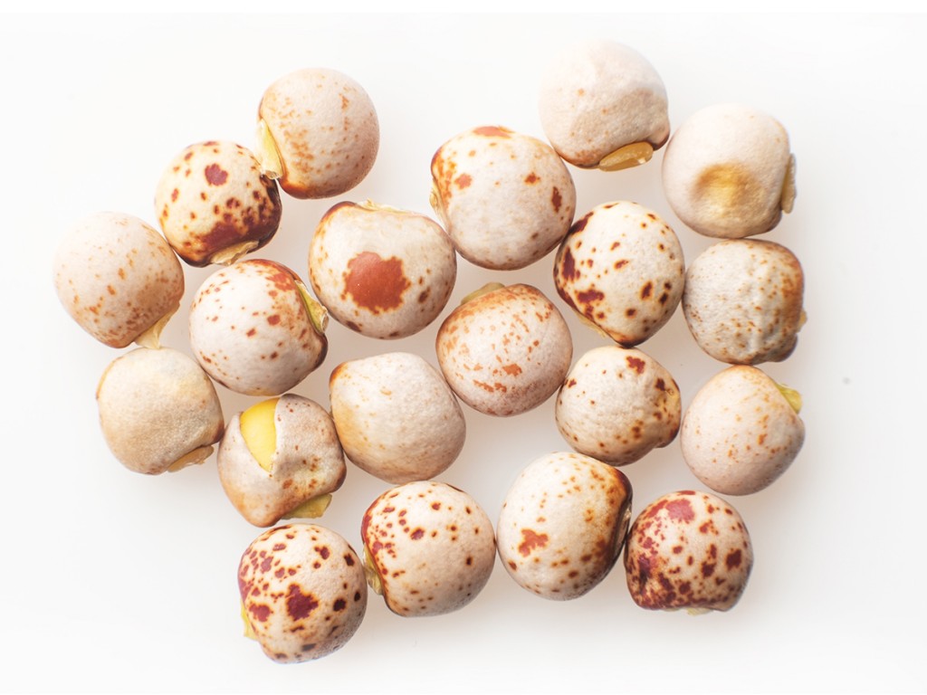 Find Local Seeds for Local Needs from the Hawai‘i Seed Growers Network