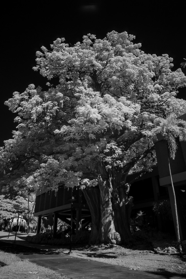 Photo Gallery: See Some of Honolulu’s Exceptional Trees
