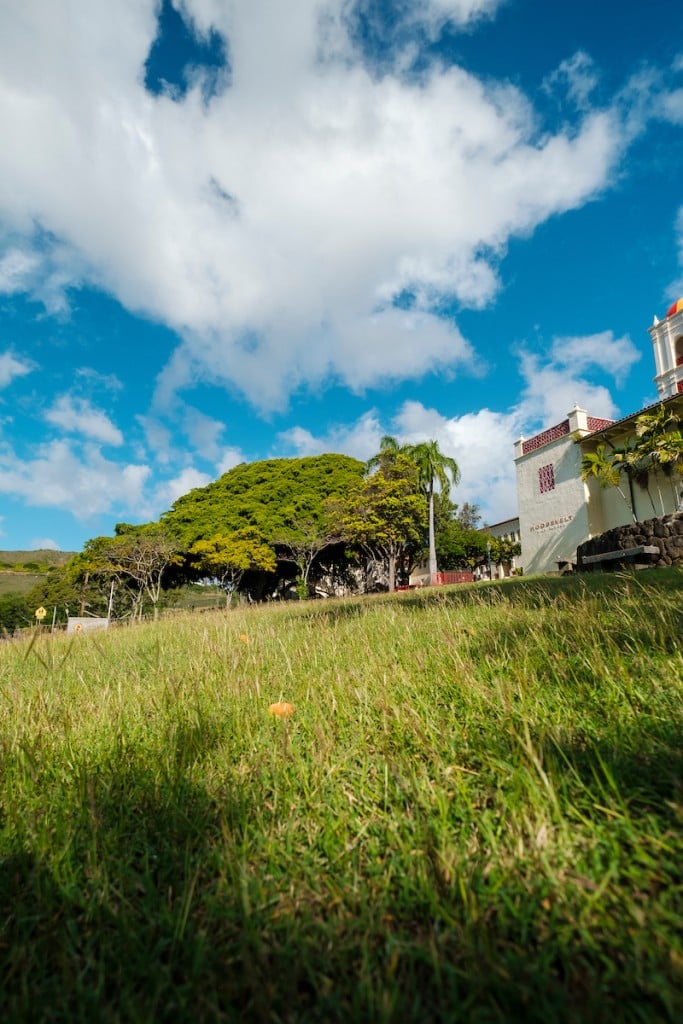 Photo Gallery: See Some of Honolulu’s Exceptional Trees