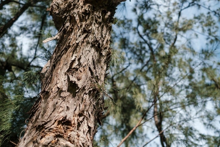 Photo Gallery: See Some of Honolulu’s Exceptional Trees
