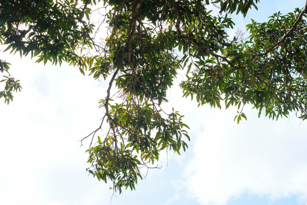Photo Gallery: See Some of Honolulu’s Exceptional Trees