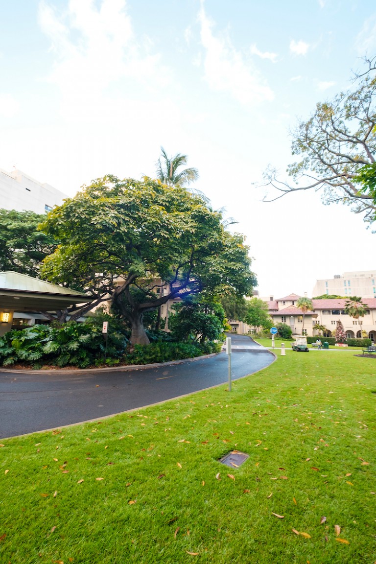 Photo Gallery: See Some of Honolulu’s Exceptional Trees