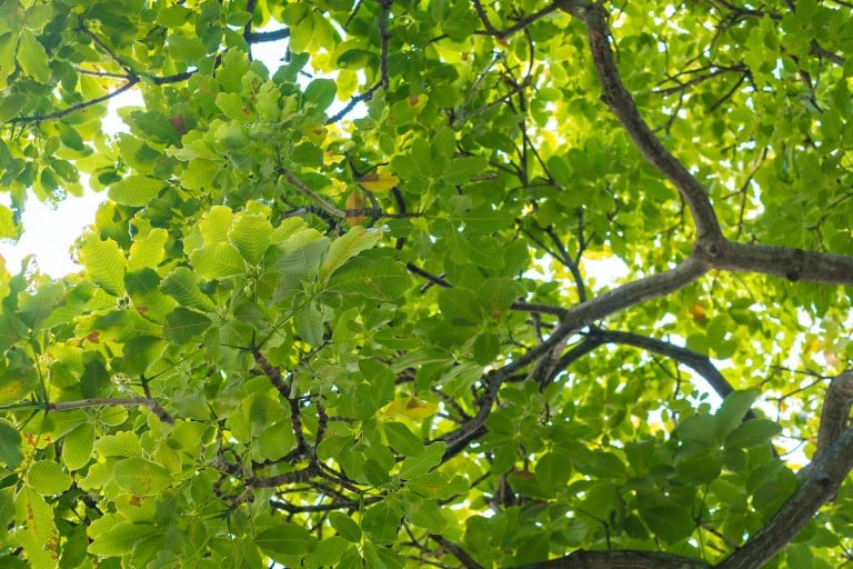 Photo Gallery: See Some of Honolulu’s Exceptional Trees