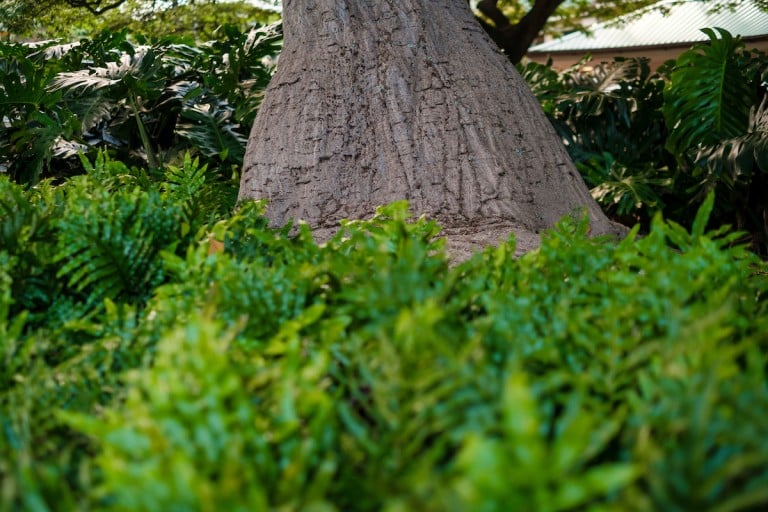 Photo Gallery: See Some of Honolulu’s Exceptional Trees