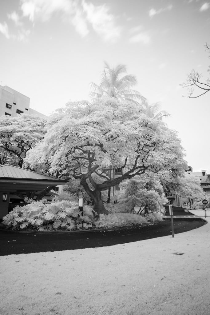 Photo Gallery: See Some of Honolulu’s Exceptional Trees