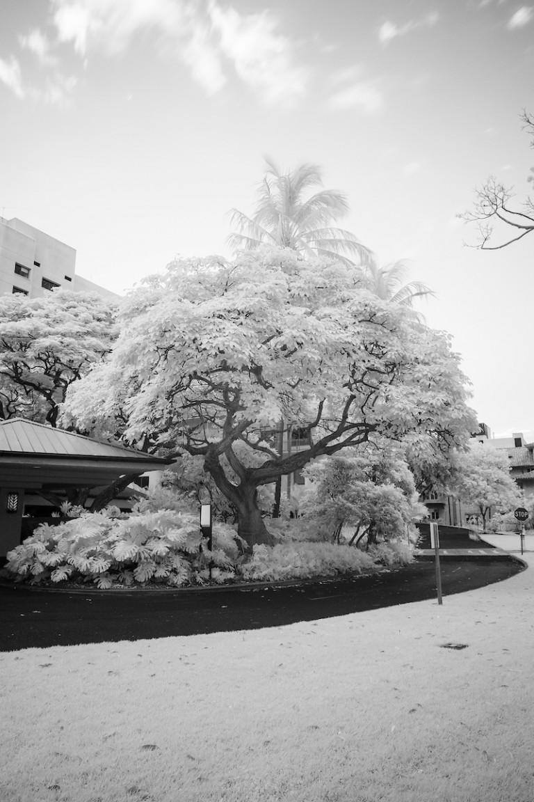 Photo Gallery: See Some of Honolulu’s Exceptional Trees