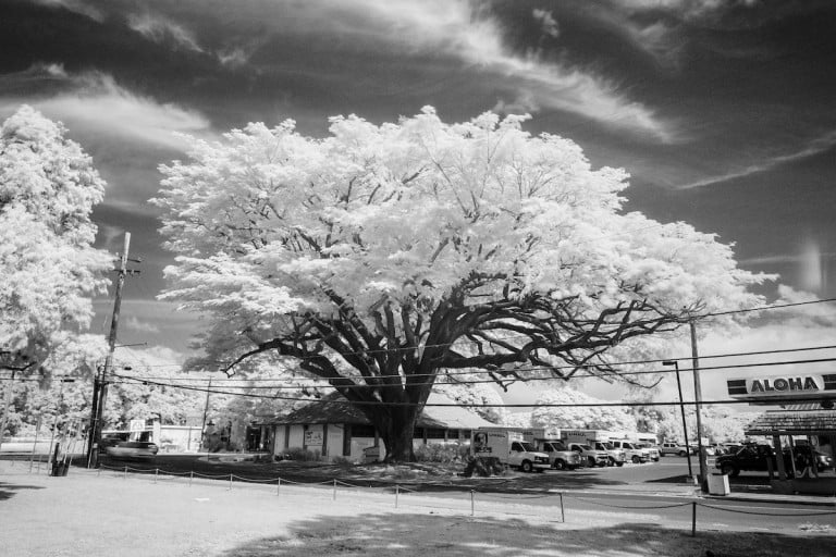 Photo Gallery: See Some of Honolulu’s Exceptional Trees