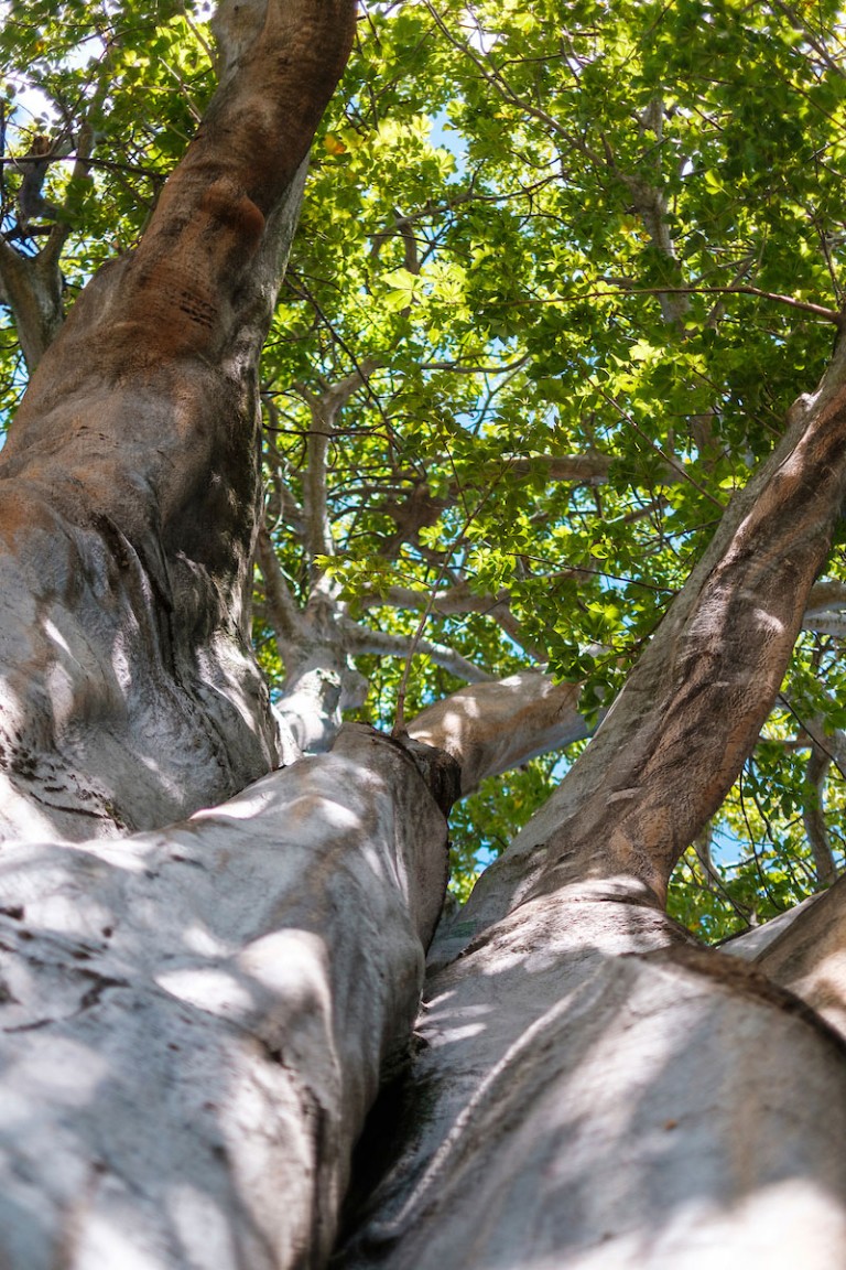 Photo Gallery: See Some of Honolulu’s Exceptional Trees