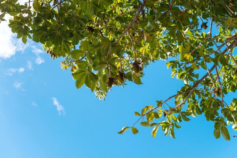 Photo Gallery: See Some of Honolulu’s Exceptional Trees