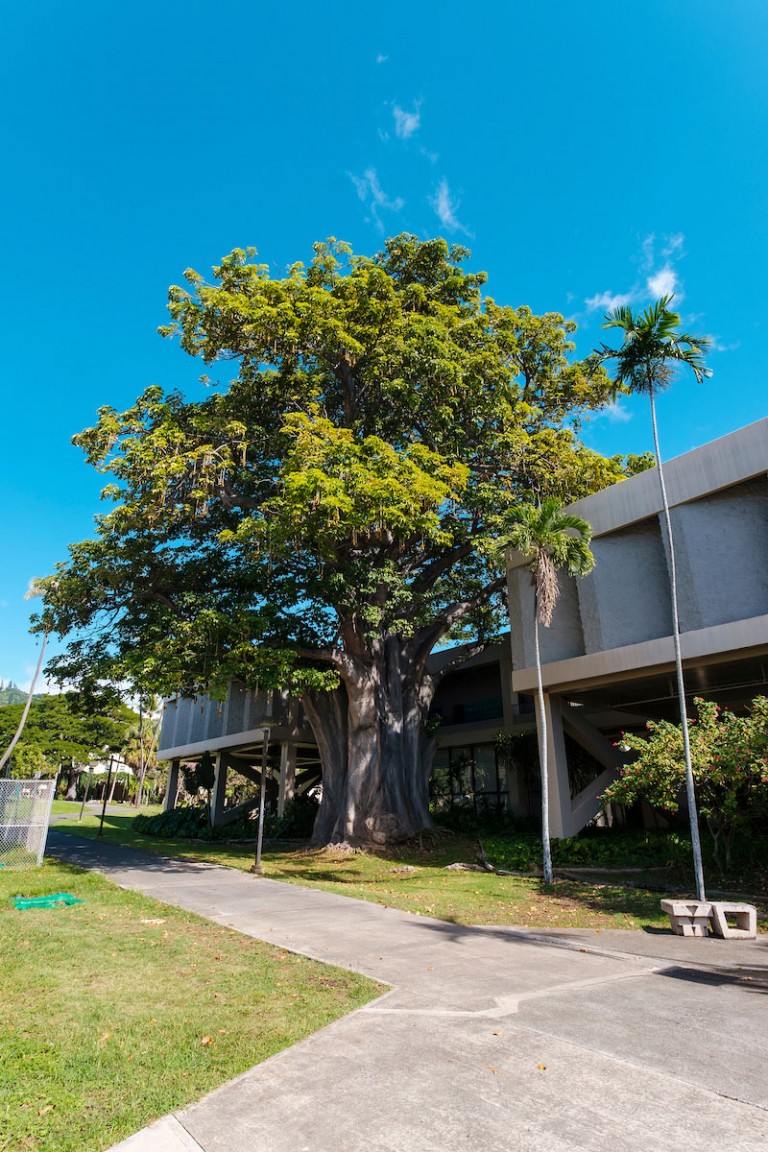Photo Gallery: See Some of Honolulu’s Exceptional Trees
