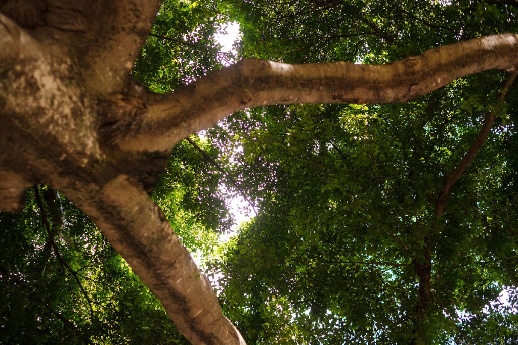 Photo Gallery: See Some of Honolulu’s Exceptional Trees