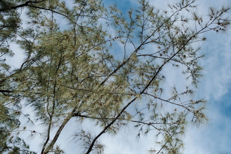 Photo Gallery: See Some of Honolulu’s Exceptional Trees