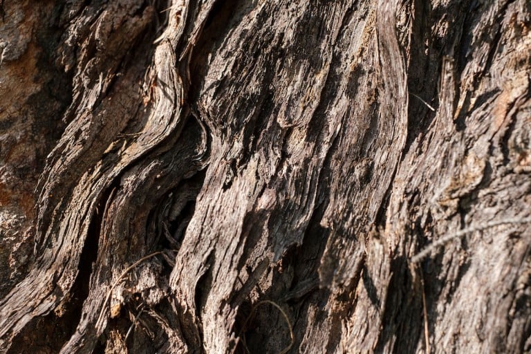 Photo Gallery: See Some of Honolulu’s Exceptional Trees