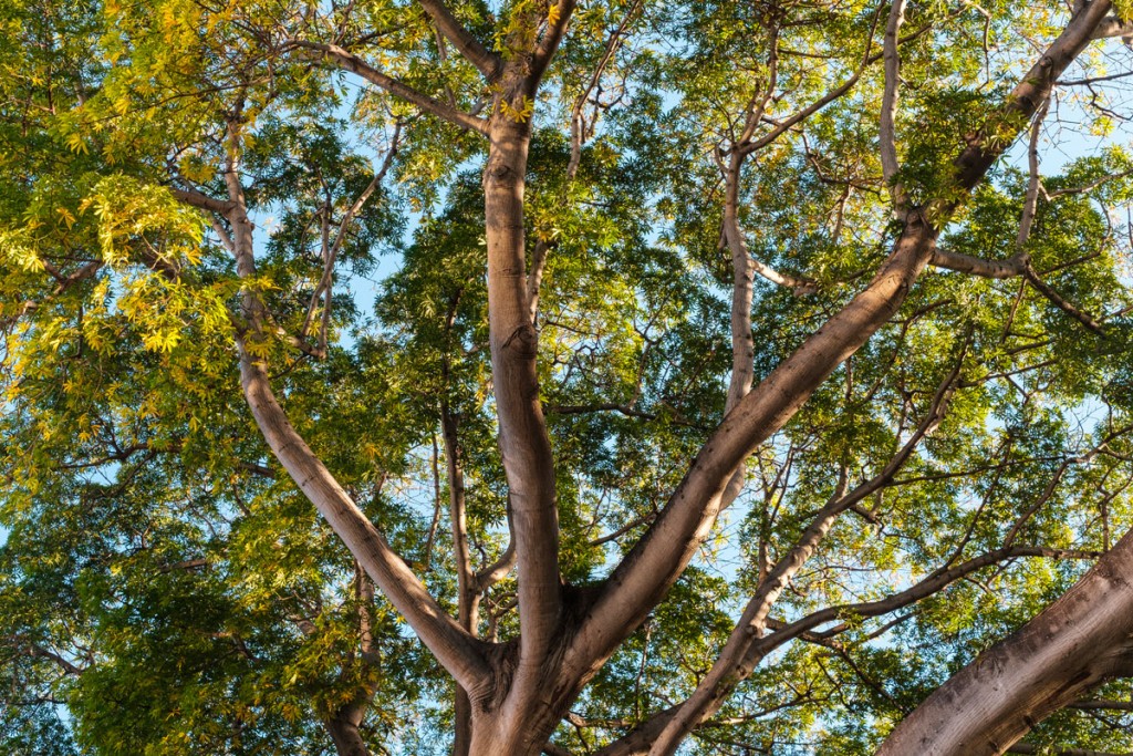 Photo Gallery: See Some of Honolulu’s Exceptional Trees