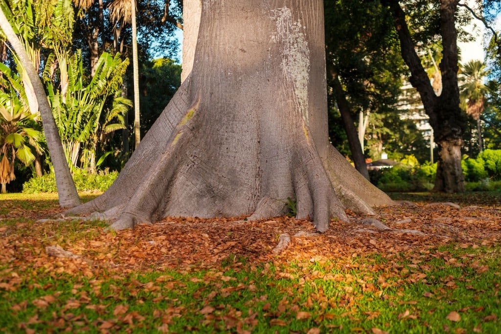 Photo Gallery: See Some of Honolulu’s Exceptional Trees